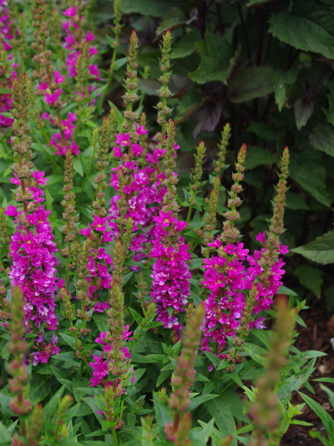 Raudoklė paprastoji „Little Robert” (Lythrum salicaria „Little Robert ...