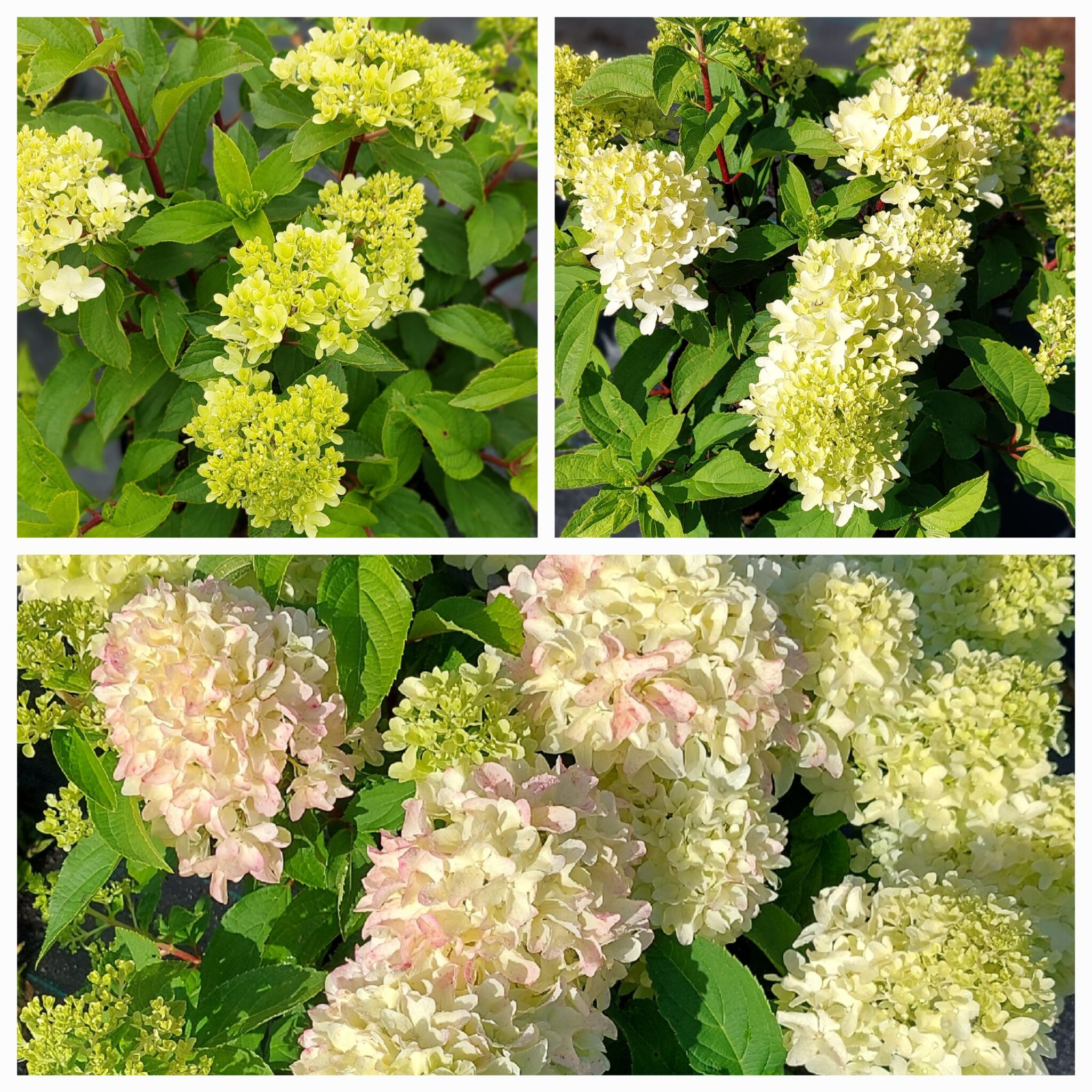 Hortenzija šluotelinė „Little fraise” (Hydrangea paniculata „Little ...
