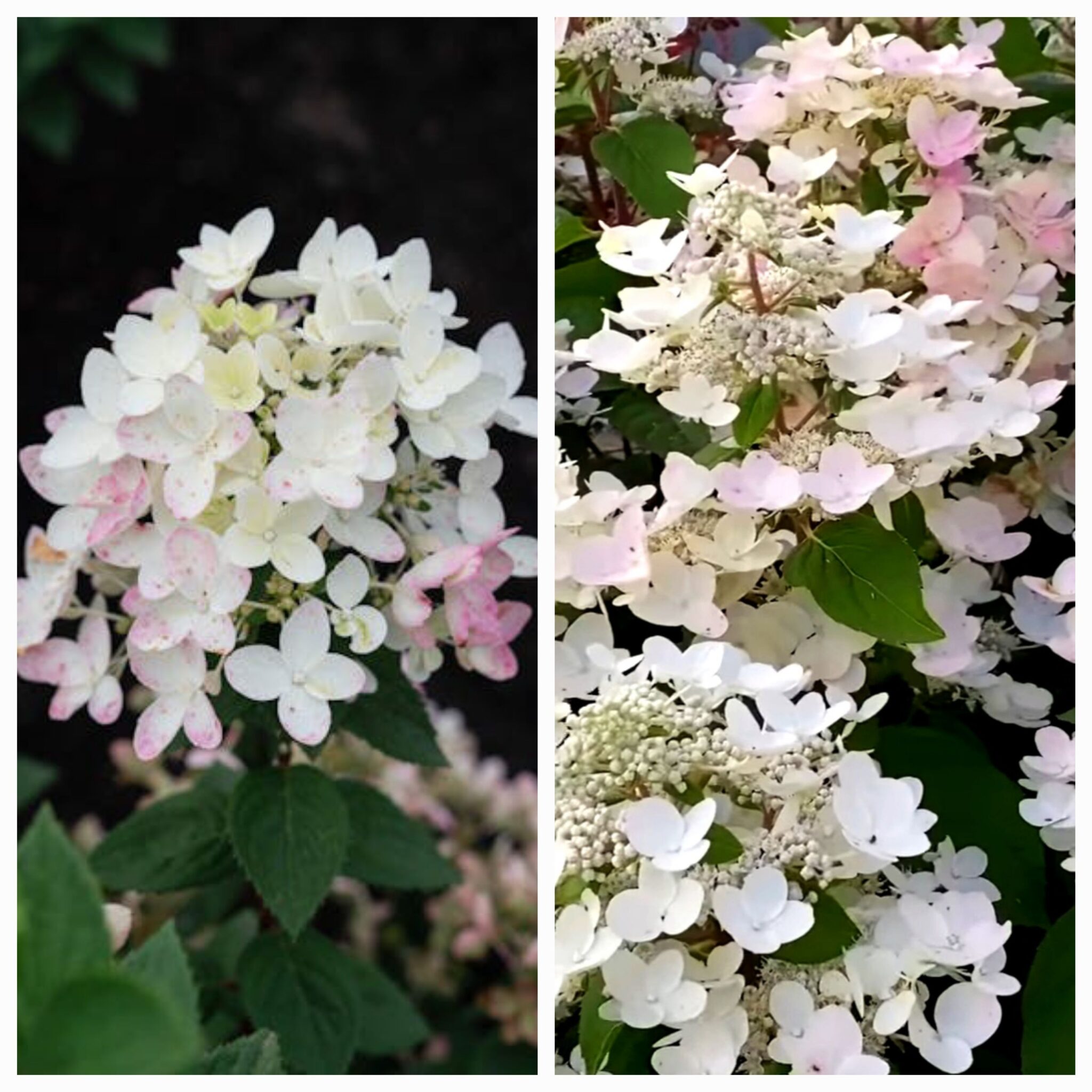 Hortenzija šluotelinė „Living Touch of Pink” (Hydrangea paniculata ...