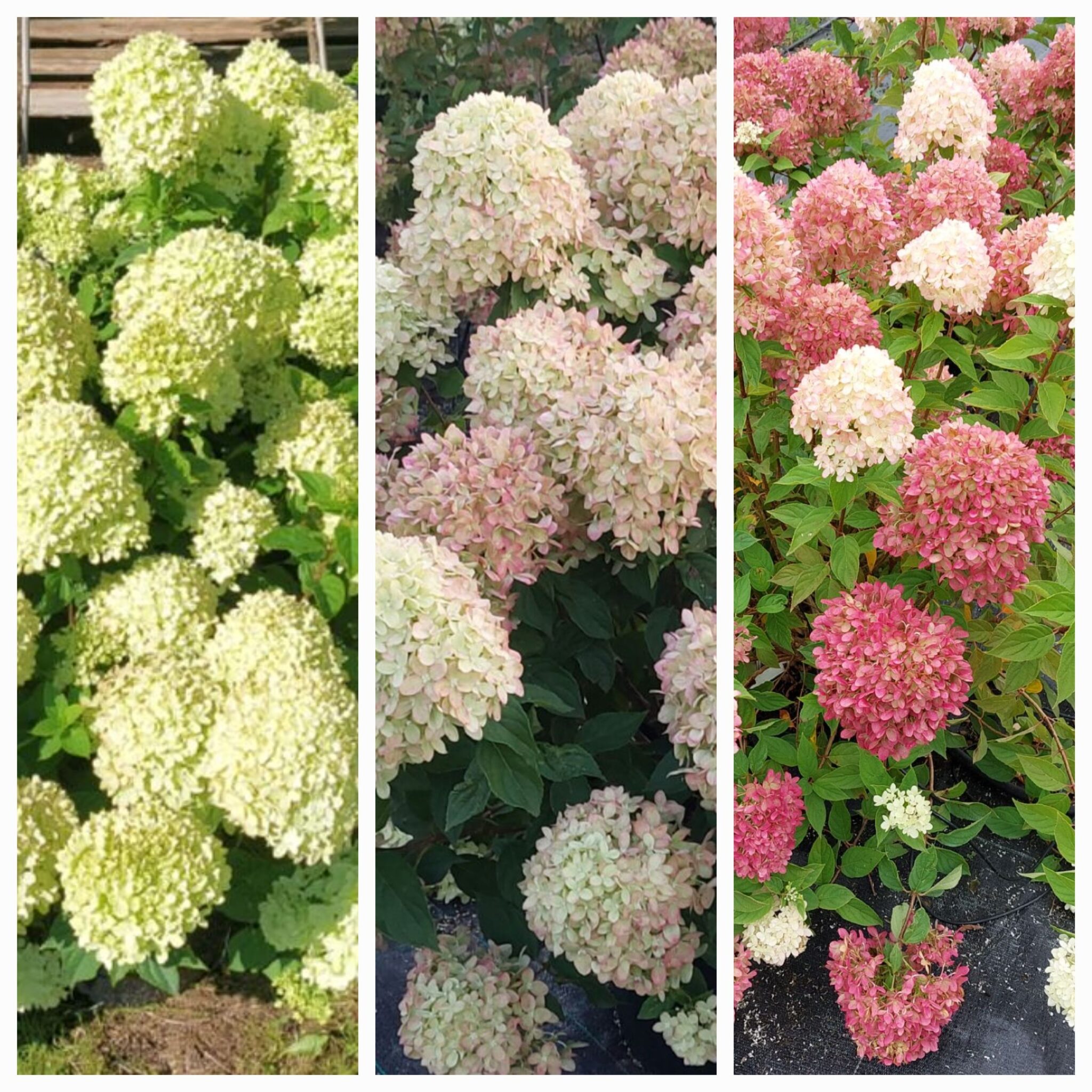 Hortenzija šluotelinė „White Light” (Hydrangea paniculata „White Light ...