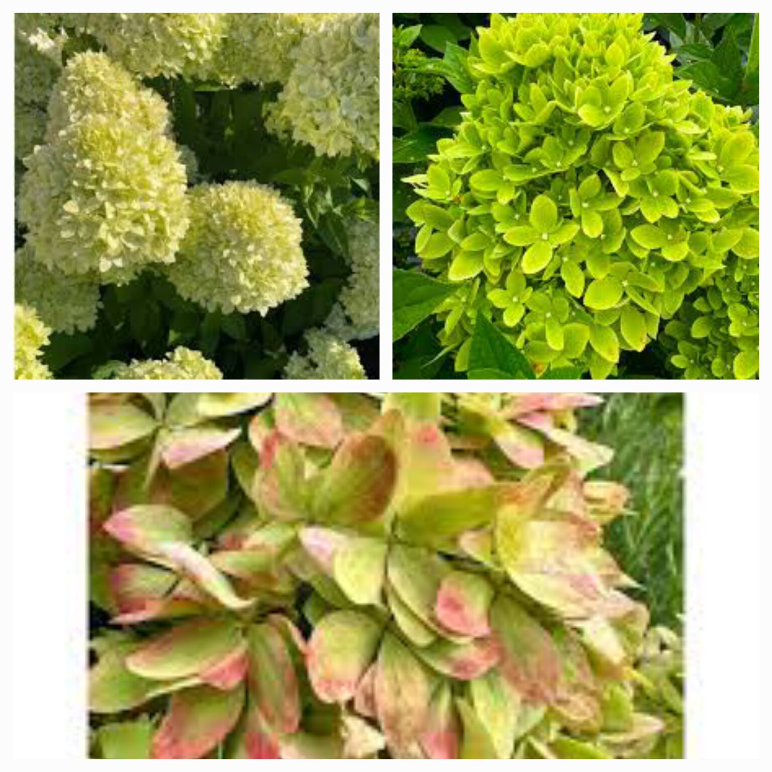 Hortenzija šluotelinė „Bee Green” (Hydrangea paniculata „Bee Green ...