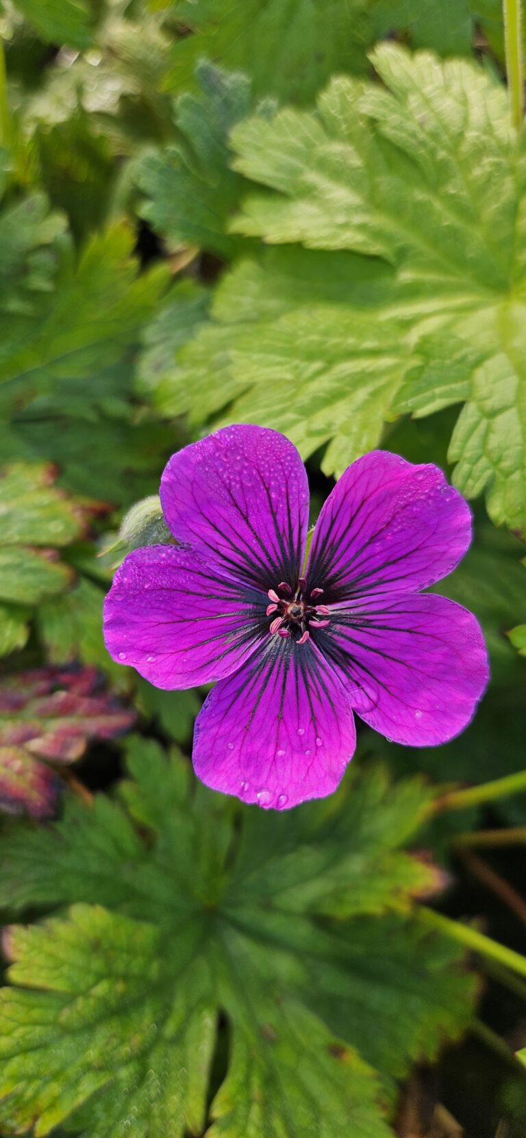 Snaputis „Dragon Heart” (Geranium „Dragon Heart”) - Andriūnų ūkis